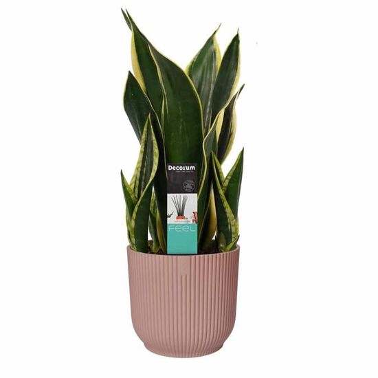 Plante d'intérieur – Langue de belle-mère en ELHO pot plastique rose ...