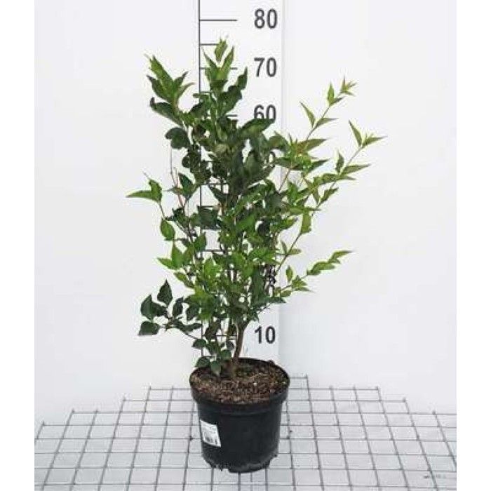 Syringa patula 'Miss Kim' - Lilas De Chine, Lilas Superbe, 40- 60 cm en ...