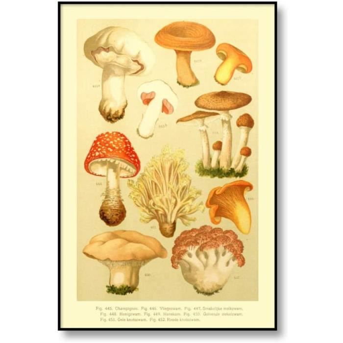 Affiche Éducative Botanique Champignons Champignons Identification ...