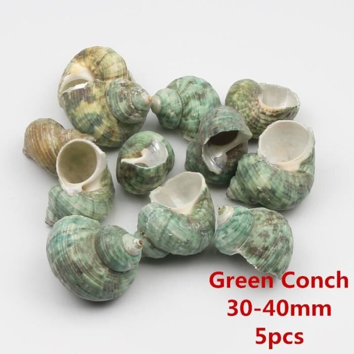 Decoration De Table - Centre De Table EF0ZX Various Natural Sea Shells ...