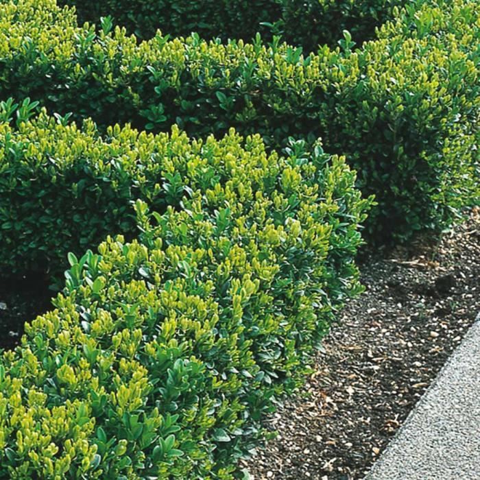 Plants de buis pour haie 20-40 cm Buis commun Buxus Sempervirens Haie ...