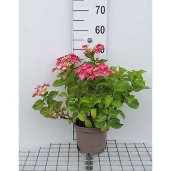 Hydrangea 'Teller Red' (rood/rouge) - Hortensia 25- 30 cm en pot ...
