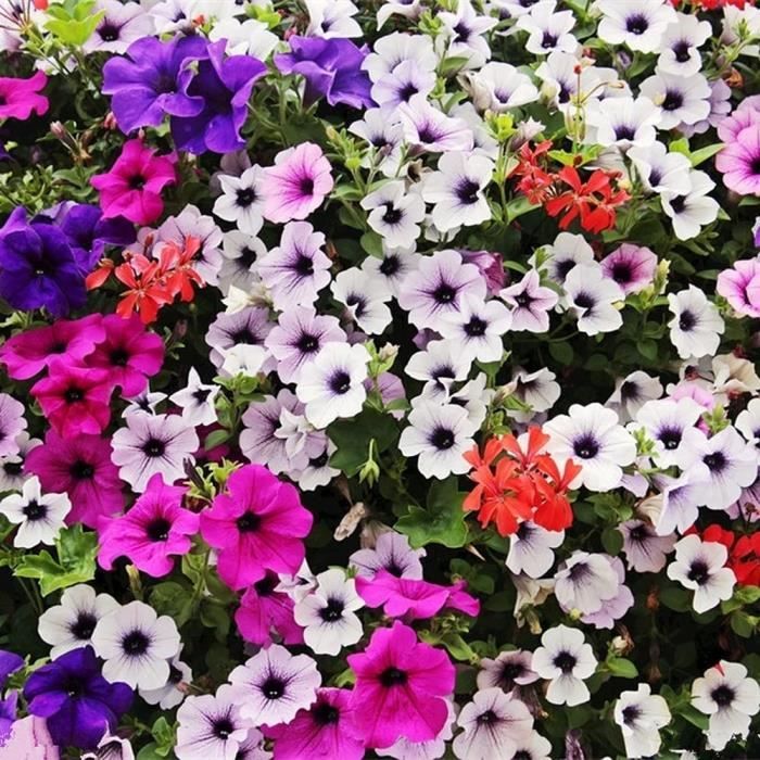 200Pièces graines de pétunia mélangées fleurs colorées créent un ...
