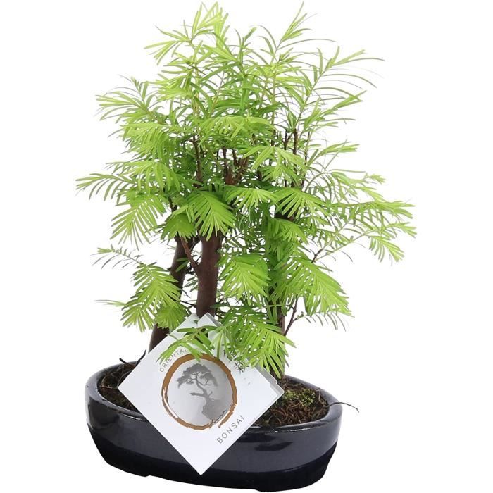 Plant in a Box - Bonsaï extérieur Metasequoia Forest - Bonsaï - plante ...