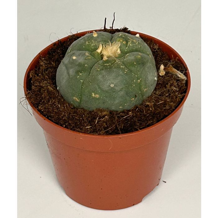 Lophophora williamsii - Peyote - Cactus peyotl - floraison, pot de 8 ...