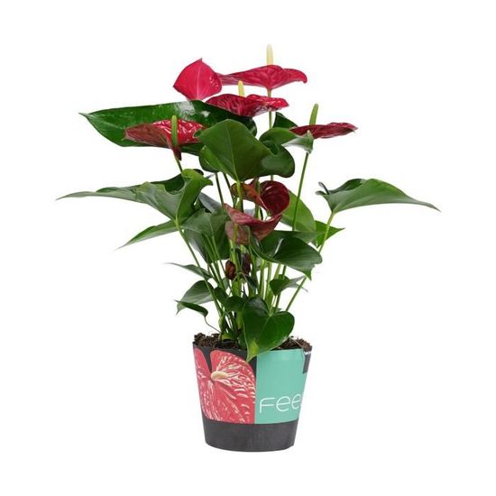 Fleur – Anthurium Andreanum Success Red – Hauteur: 60 cm X0D7 ...