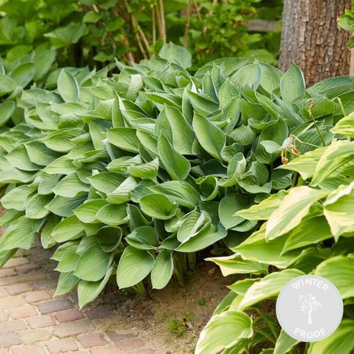Hosta Sieboldiana 'Elegans' - Lys Coeur - Vivace - Rustique – D9 cm ...