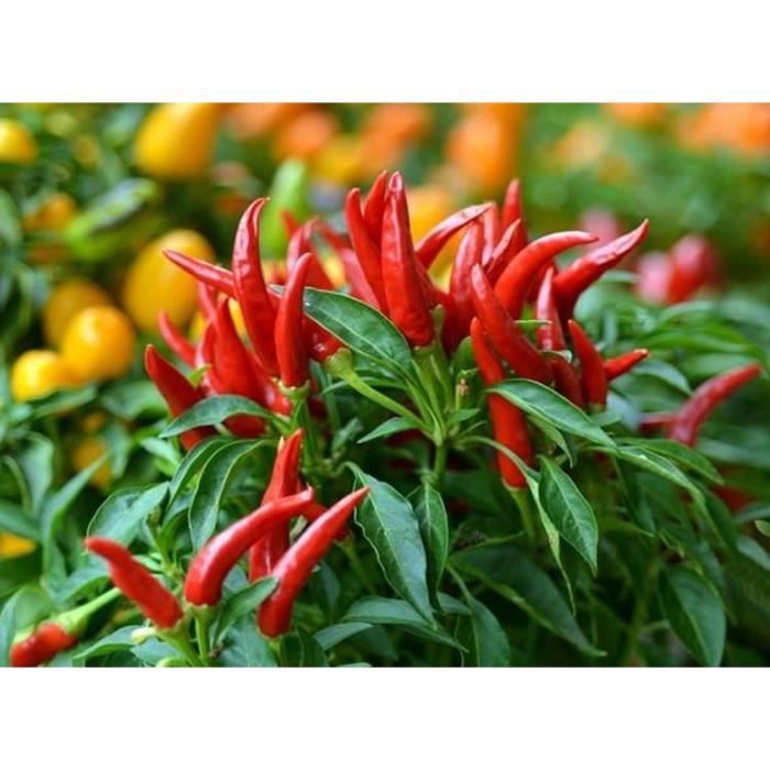 25 Graines de Piments Oiseau légumes plantes jardins potager méthode ...