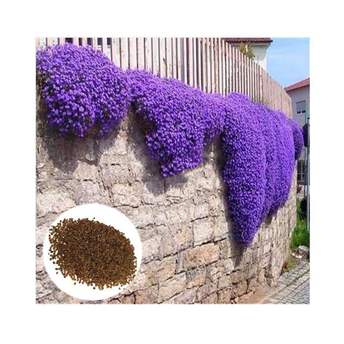 500Pièces Graines de Cresson de Roche,Graines de Thym Serpolet Plante ...