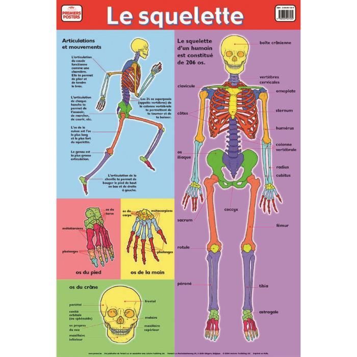 POSTER ; LE SQUELETTE - Cdiscount Maison