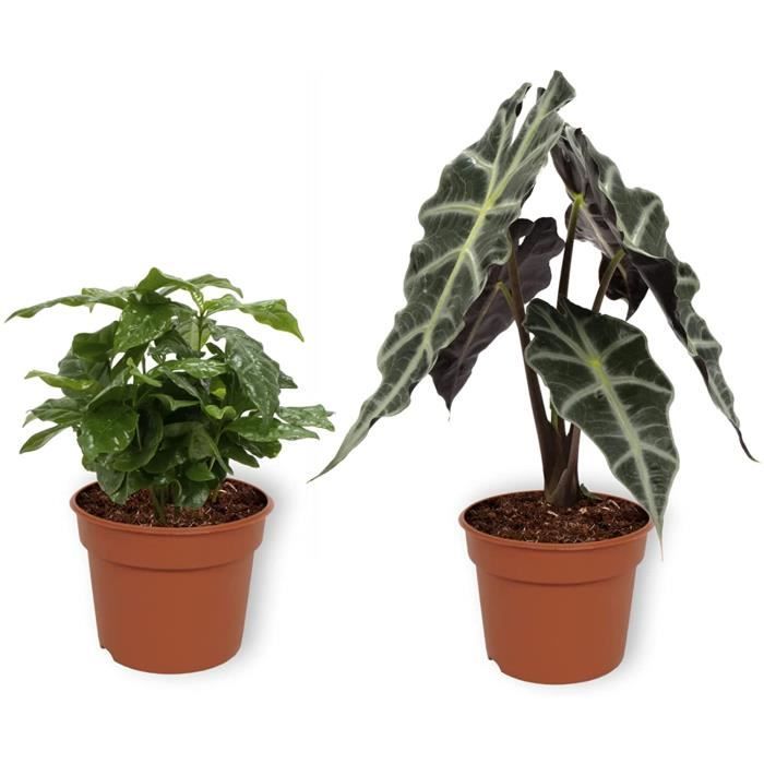 Alocasia Polly Coffee Arabica Lot de 2 plantes d'intérieur en pot ...