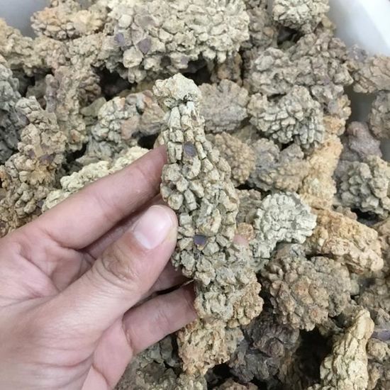 PIERRE VENDUE SEULE,500g--Spécimen de dinosaure naturel dejecta fossile ...