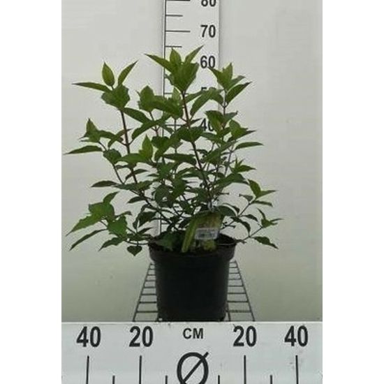 Hydrangea pan. Polar Bear Hydrange Panicul 40 - 50 cm en pot ...