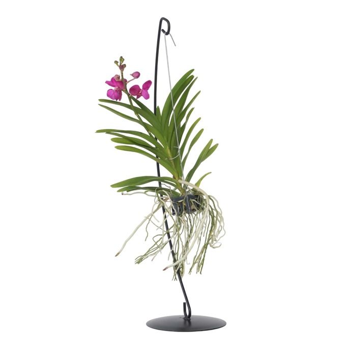 Vanda avec support - Rose - Hauteur du support 70cm - Cdiscount Jardin