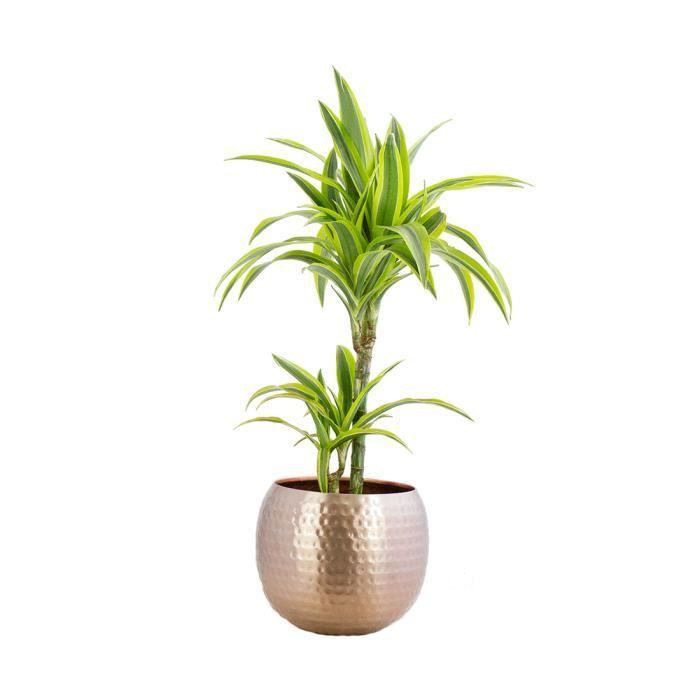 Plante d'intérieur – Dragonnier en pot métal or rose nr. 2 comme un ...