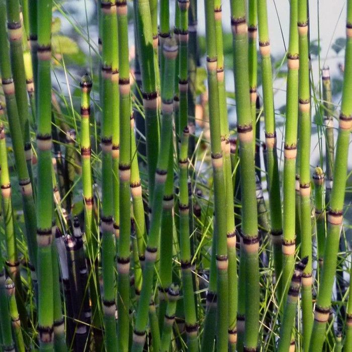 Prêle japonaise, Equisetum - Cdiscount Jardin