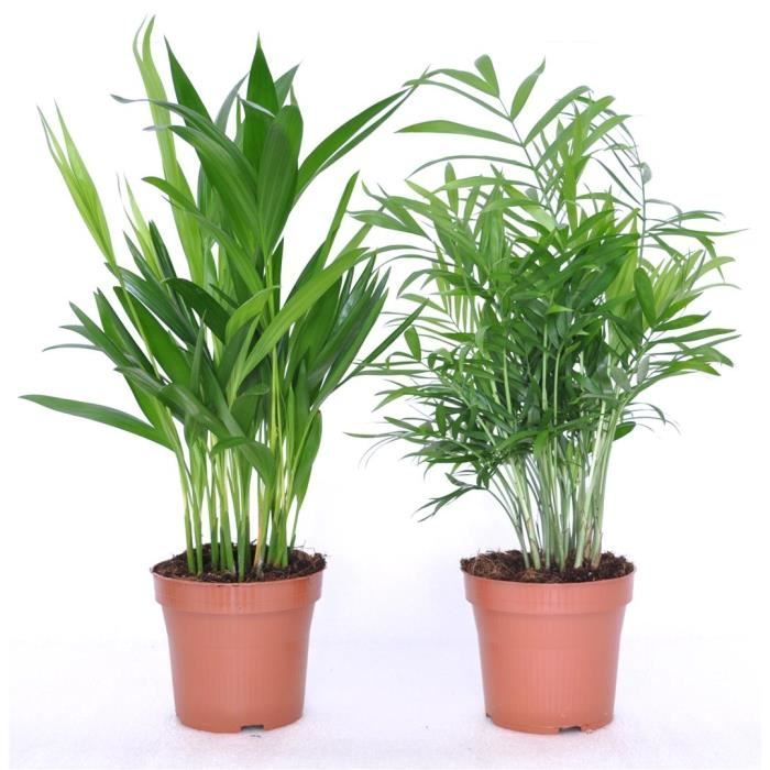 Plantes d'intérieur – 2 × Palmiste multipliant – Hauteur: 45 cm X188 ...