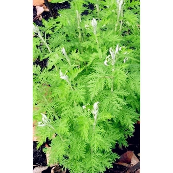 Artemisia Afra - Absinthe Africaine - Lanyana - 50 Graines[w925 ...