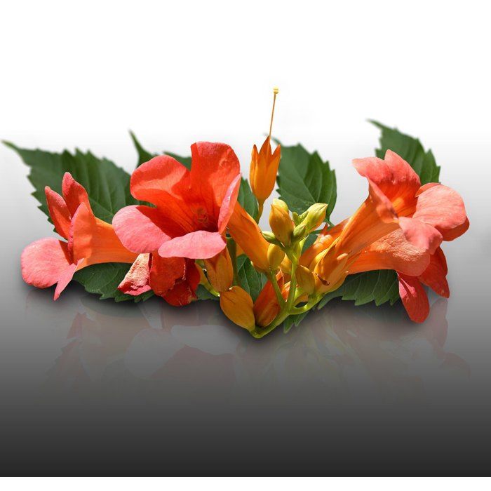 25 graines Fleurs à semer - Le Grenier d'Abondance - BIGNONE Orange ...