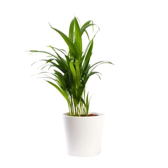 Plantes vertes d'intérieur en culture hydroponique de Botanicly ...