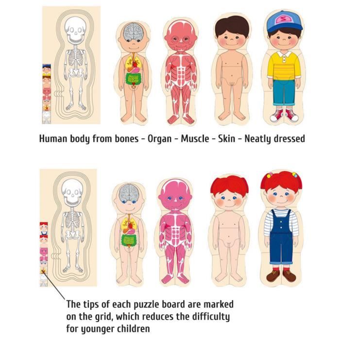 FYDUN puzzles d'anatomie de la structure du corps Puzzle du corps ...