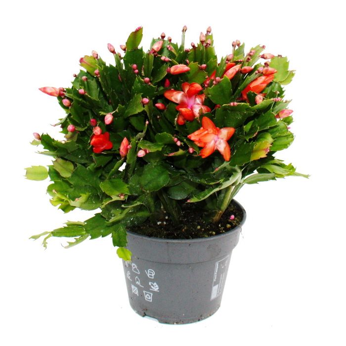 Grand cactus de Noël - Schlumbergera - XXL - pot 17cm - hauteur 25-35cm ...