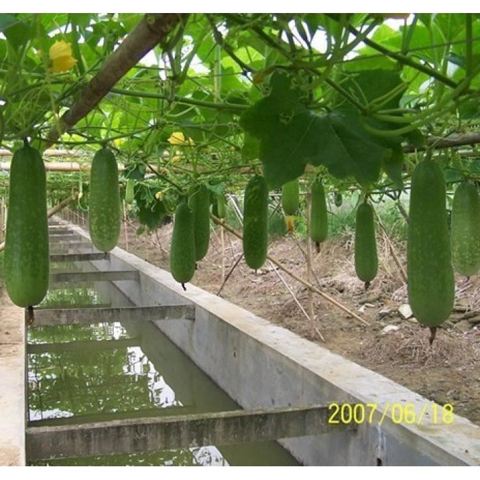 Red Courgettes Graines 20 De Légumes Biologiques - Cdiscount Jardin