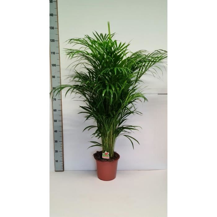 Plante d'intérieur – Palmiste multipliant – Hauteur: 120 cm X42C ...