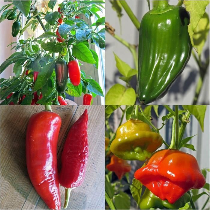 Variétés De Piments Classiques Bien Connues (Bio) - Coffret Cadeau De ...