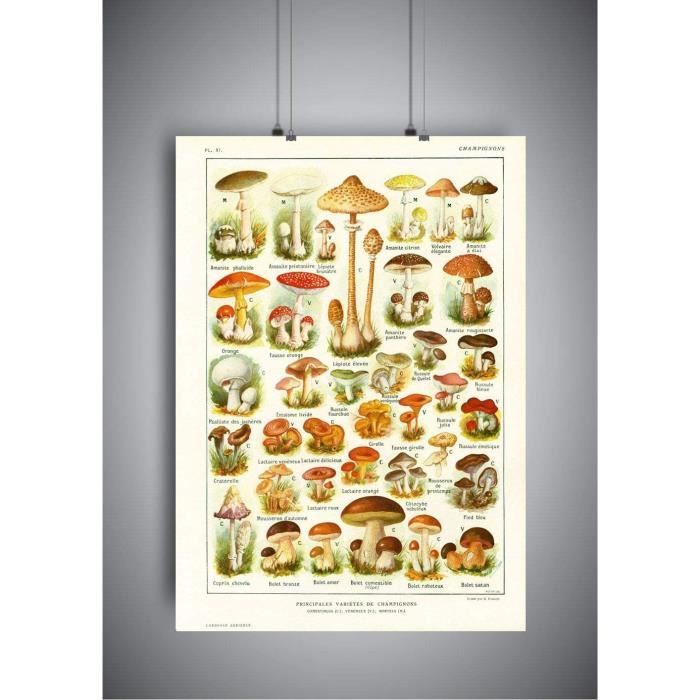 Poster Affiche Champignons Tableau variété[650] - Cdiscount Maison