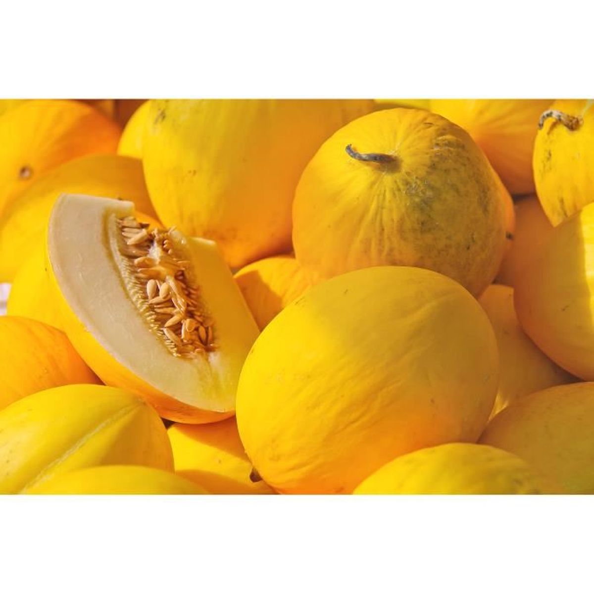 Lot de 50 Graines de Melon Jaune Canari 2 - Variété Hâtif - de 1,2 à 1 ...