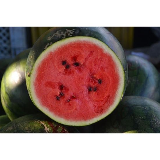 Lot de 25 Graines de Pasteque Sugar Baby - Fruit de 20 cm de diamètre ...