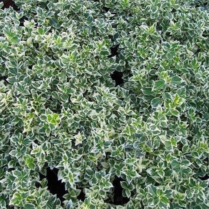 Fusain persistant Emerald Gaiety, Euonymus - Cdiscount Jardin