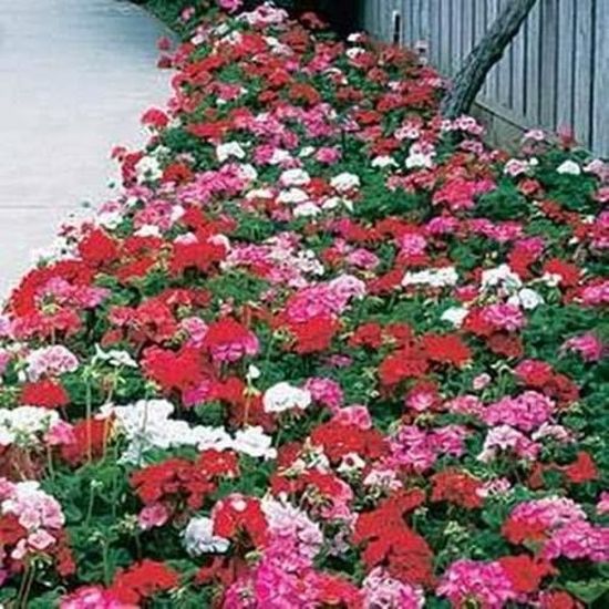 Zonal geranium Orbit Mix Series Graines annuelles [251] - Cdiscount Jardin