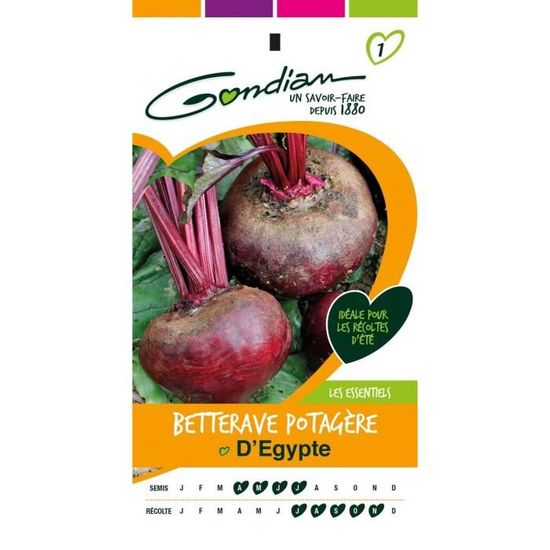 GONDIAN - Graines Légumes : Semences Betterave Potagère d'Egypte Rose - Cdiscount Jardin