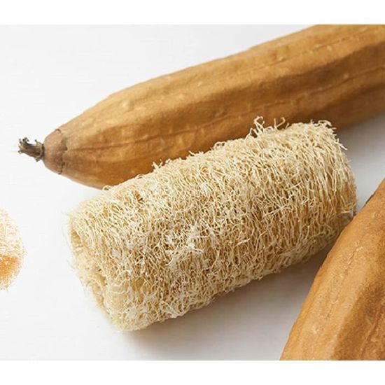 10 Graines de Courge éponge - Luffa - éponge naturelle - semences ...