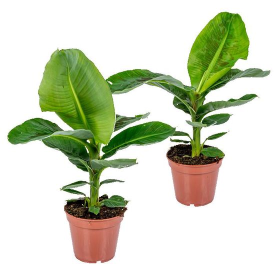 Lot de 2 - Musa Dwarf Cavendish - Bananier d’intérieur - Hauteur 60-70 ...