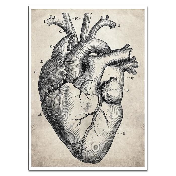 Affiche d'anatomie de coeur humain dessiné à la main, sans cadre HD ...