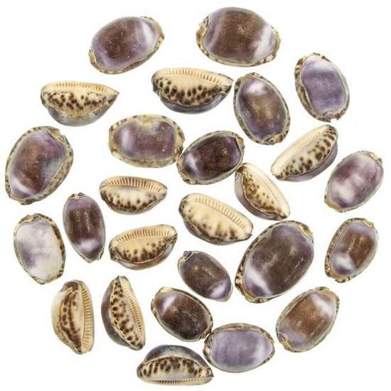 Naturosphère - Coquillages cypraea eglantina violet - 3 à 4.5 cm - Lot ...