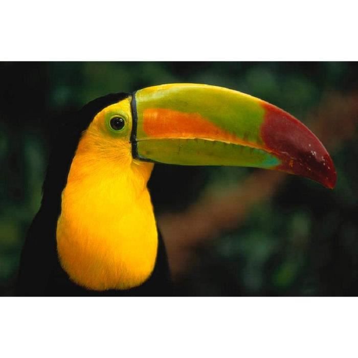Puzzle Jigsaw Animal Toucan Collection De Famille 35x52cm[1151 ...