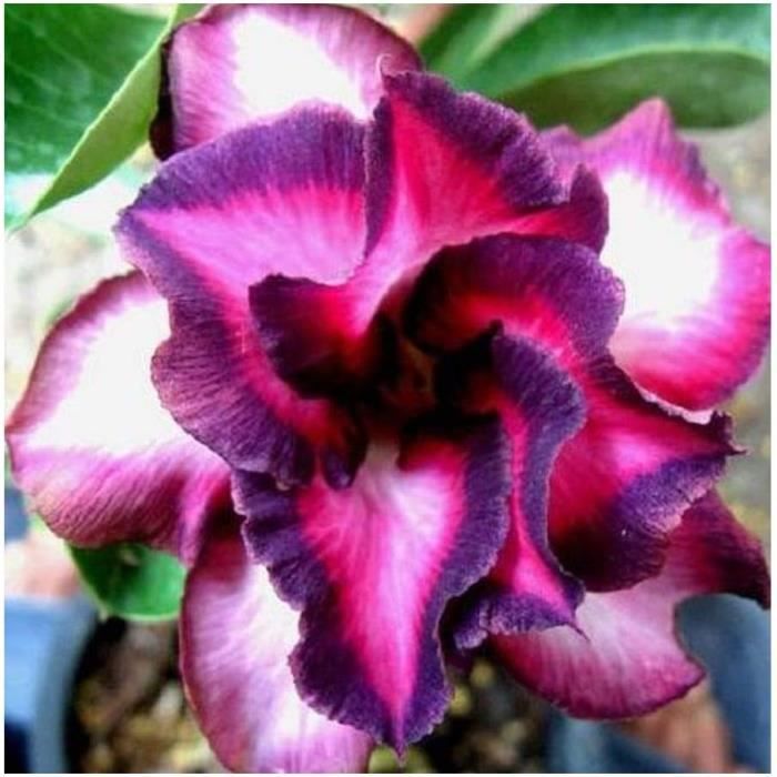 WEYE-Adenium obesum Violetcity - Rose du désert - Faux Baobab - 2 ...
