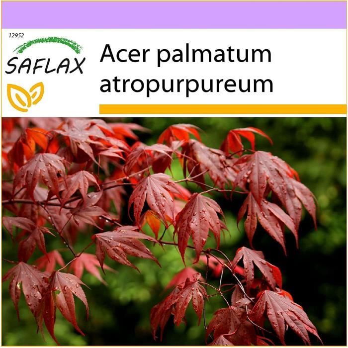 Erable du Japon pourpre 20 graines Acer palmatum atropurpureum [252 ...