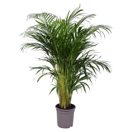 Plante d'intérieur – Palmiste multipliant – Hauteur: 95 cm X99B ...