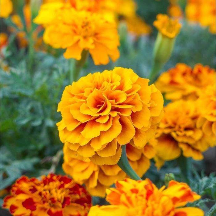 Marigold Jaune Fire Graines Rose d'Inde Nana Fl. PL. [454] - Cdiscount ...