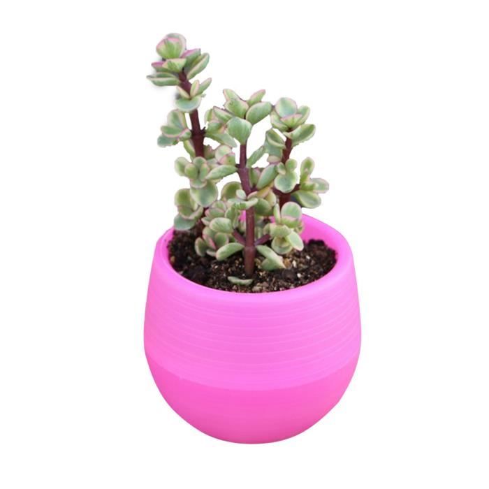 Vvikizy Pot de semis Pot Succulent Mini Conteneur de Fleurs de Semis ...