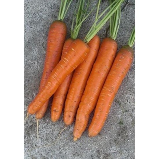 Carotte de tilques certifié ECOCERT FR-BIO-01 - Cdiscount Jardin