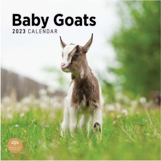 Calendrier mural 2022 Motif bébé chèvre 30,5 x 30,5 cm A846 - Cdiscount Beaux-Arts et Loisirs ...