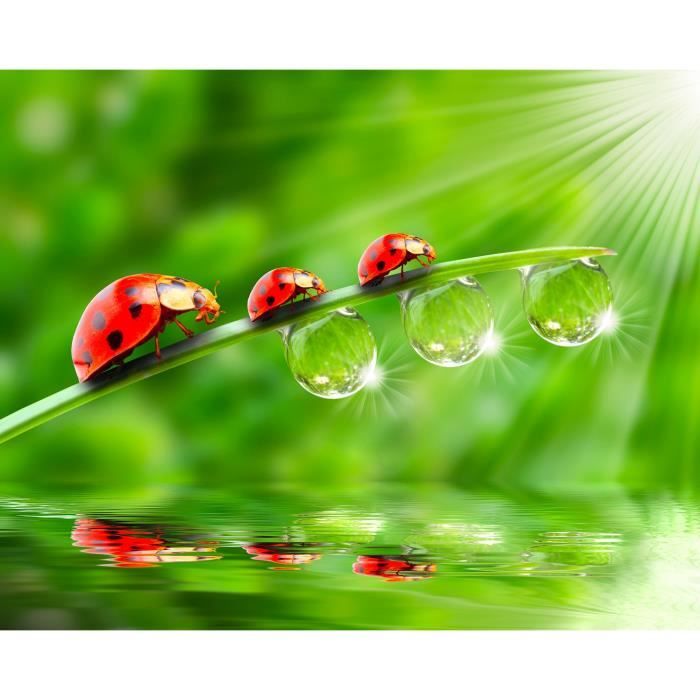 Affiche poster Coccinelles - dimensions:21 x 29,7 cm (A4) - Cdiscount ...