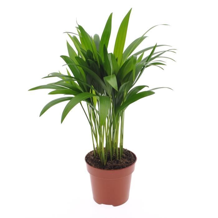 Plante d'intérieur – Palmiste multipliant – Hauteur: 50 cm X72A ...