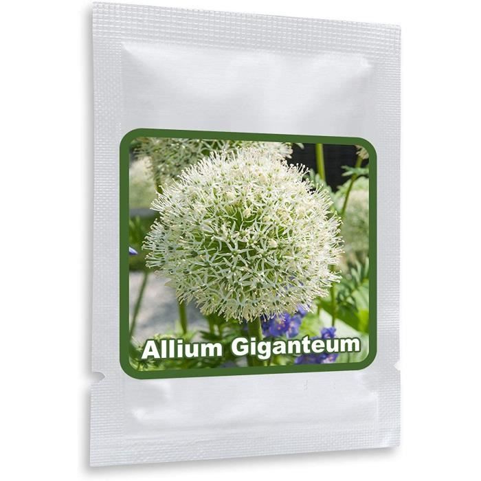 Ail dornement blanc (allium giganteum) - 30 graines-pack - résistant à ...